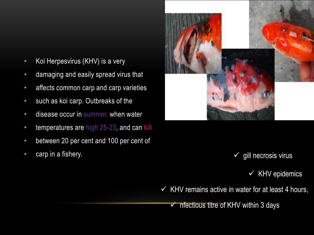 PPT - viral disease in aquarium fish PowerPoint Presentation, free ...