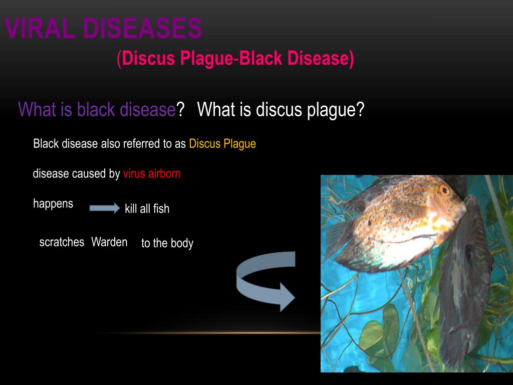 PPT - viral disease in aquarium fish PowerPoint Presentation, free ...