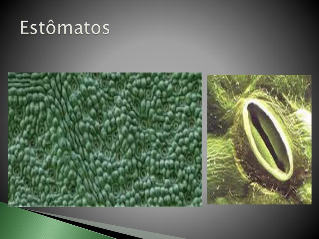 PPT - HISTOLOGIA VEGETAL AULA 2 PowerPoint Presentation, free download ...