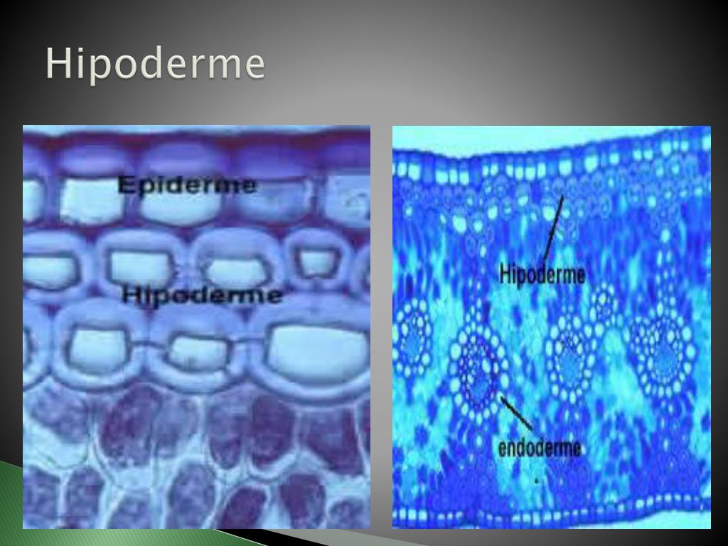 PPT - HISTOLOGIA VEGETAL AULA 2 PowerPoint Presentation, free download ...