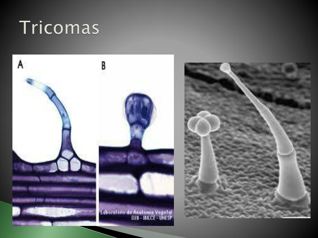 PPT - HISTOLOGIA VEGETAL AULA 2 PowerPoint Presentation, free download ...