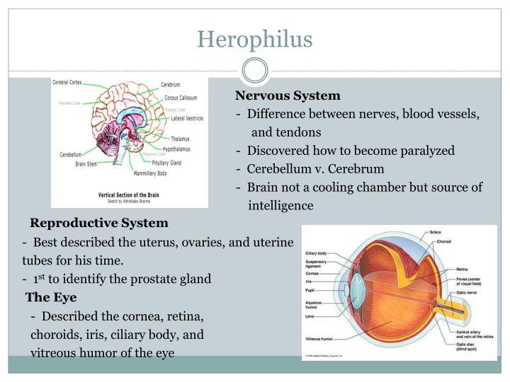 PPT - History of Anatomy and Physiology Pre-Greek & Grecian Times ...