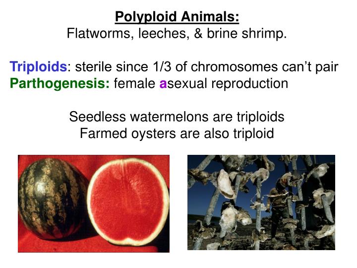 PPT - Biology 212 Chapter 24 PowerPoint Presentation - ID:2279717