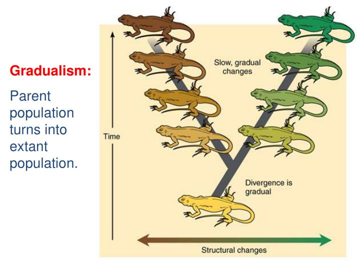 PPT - Biology 212 Chapter 24 PowerPoint Presentation - ID:2279717