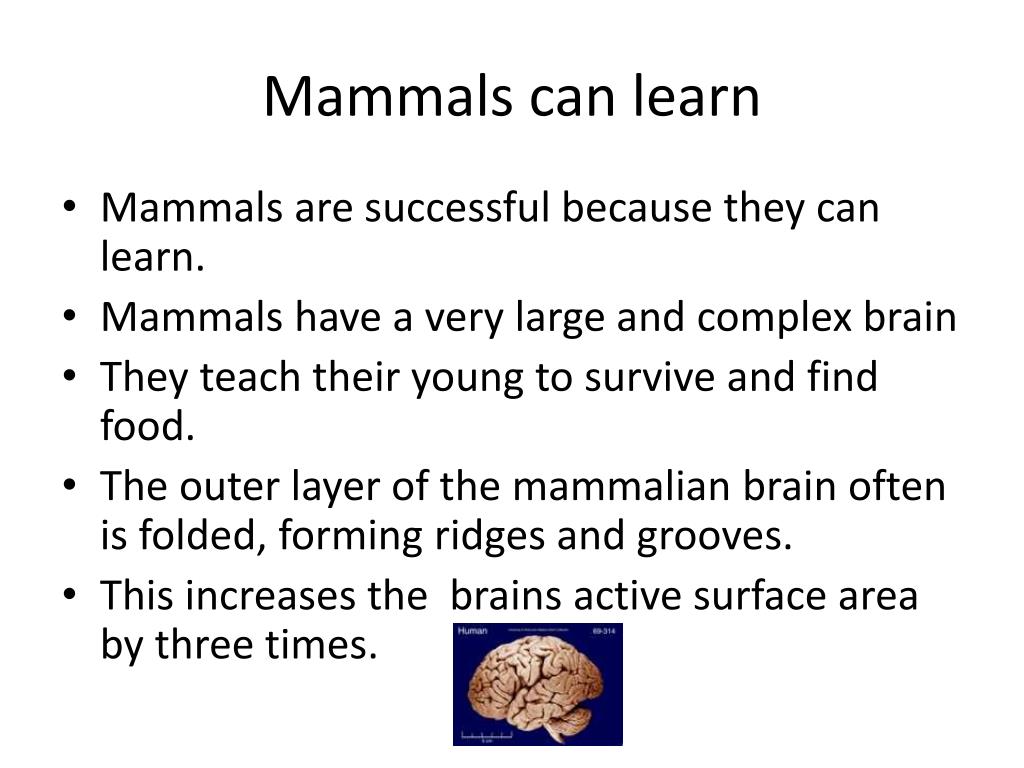 PPT - Characteristics of Mammals PowerPoint Presentation, free download ... PPT - Characteristics of Mammals PowerPoint Presentation, free download ...