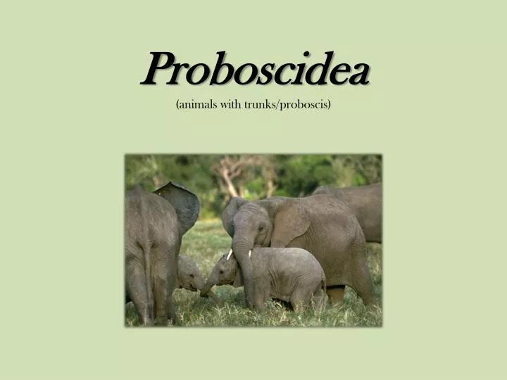 PPT - Proboscidea (animals with trunks/proboscis) PowerPoint ...