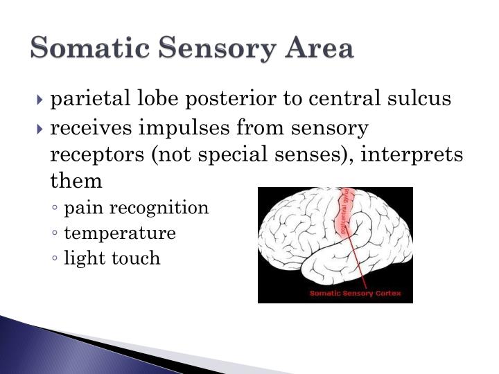 PPT - The brain PowerPoint Presentation - ID:2280029