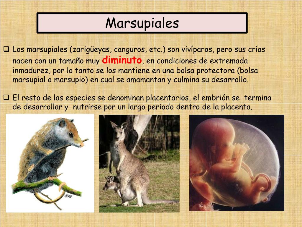 PPT - Clase: Mamíferos Ejemplos: Zorro, puma, venado, liebre, vaca ...