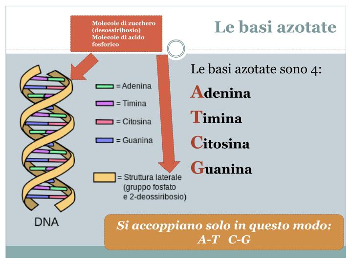PPT - INGEGNERIA GENETICA PowerPoint Presentation - ID:2282011