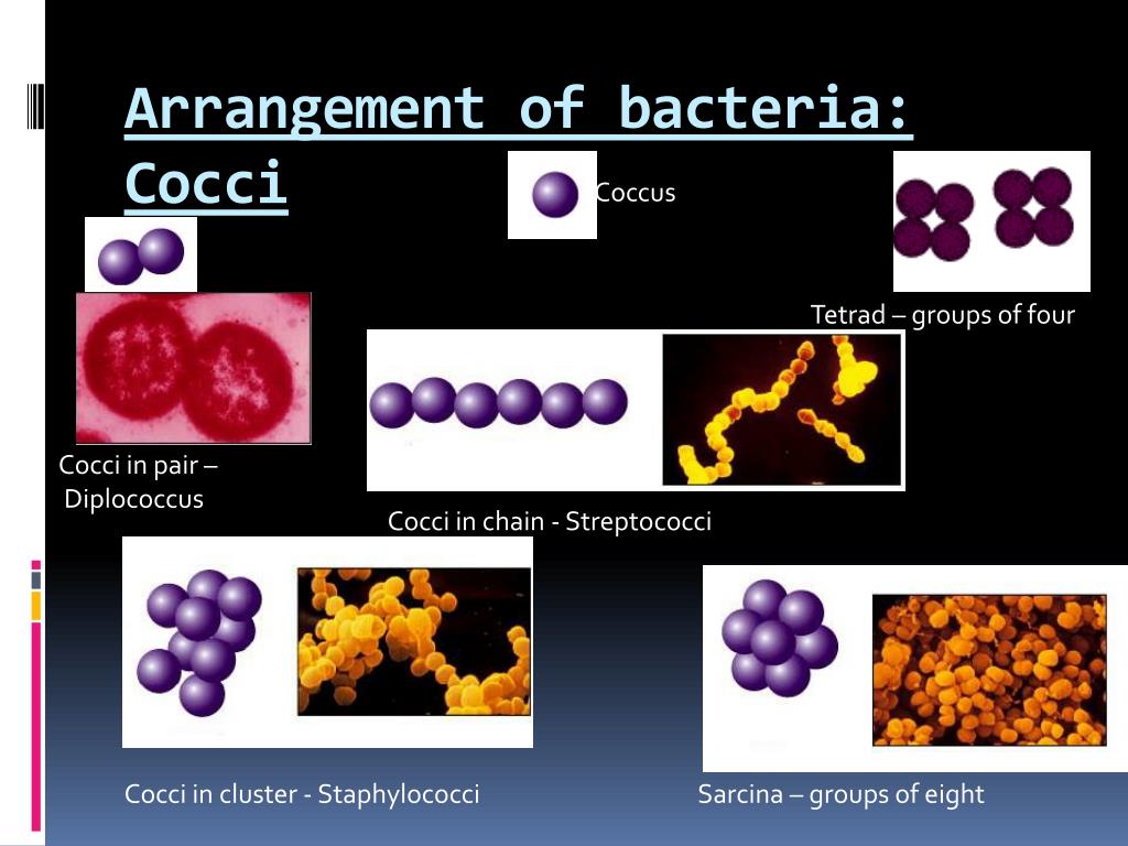 Ppt Bacteria Morphology And Classification Powerpoint Presentation
