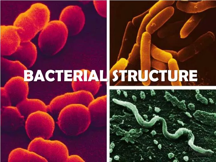 PPT - BACTERIAL STRUCTURE PowerPoint Presentation, free download - ID ...