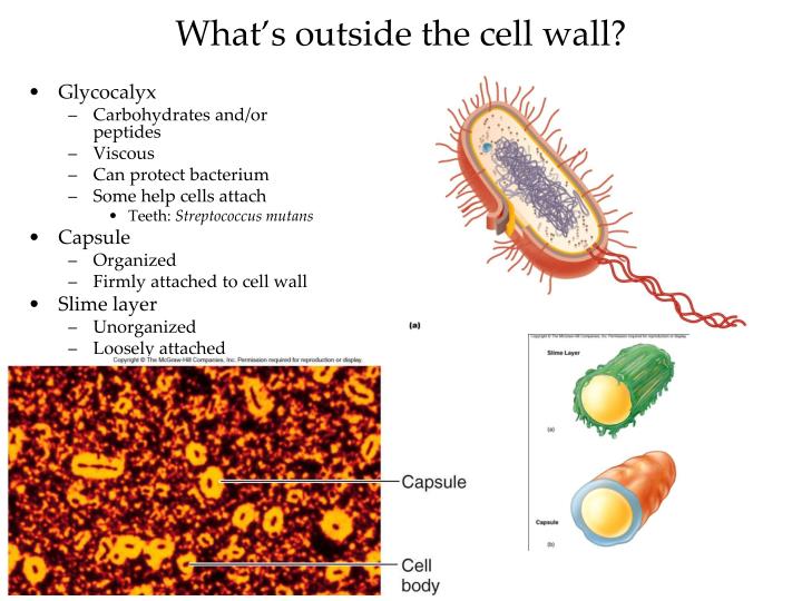 PPT - Prokaryotic profiles PowerPoint Presentation - ID:2282230