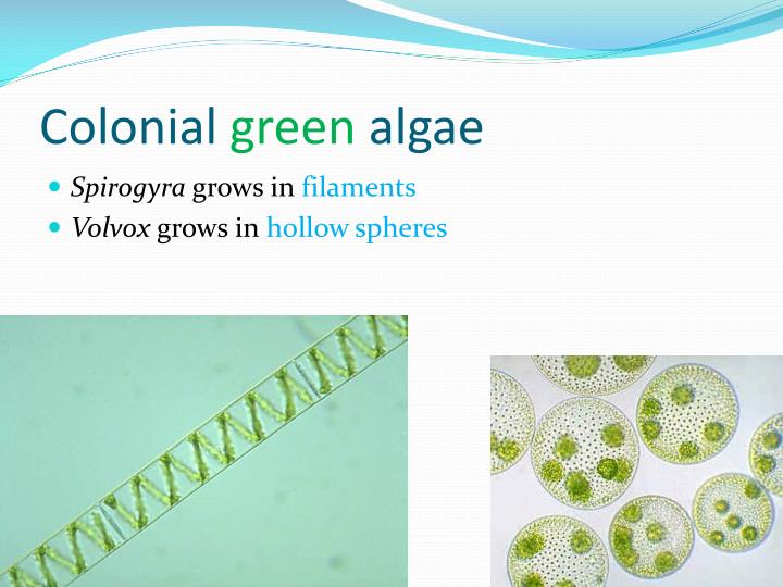 PPT - Multicellular Algae PowerPoint Presentation - ID:2282316