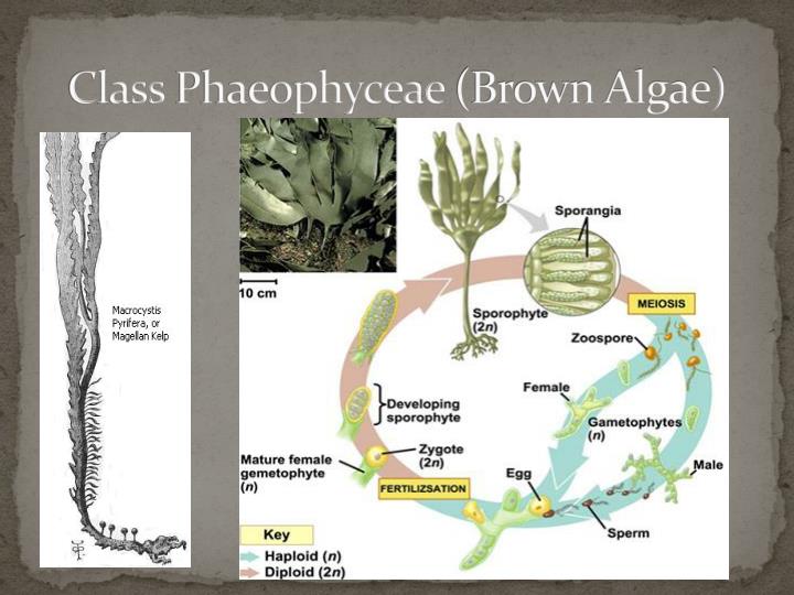 PPT - Algae PowerPoint Presentation - ID:2282355
