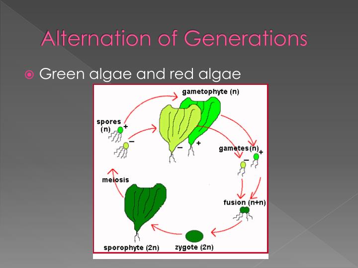 PPT - Algae PowerPoint Presentation - ID:2282398