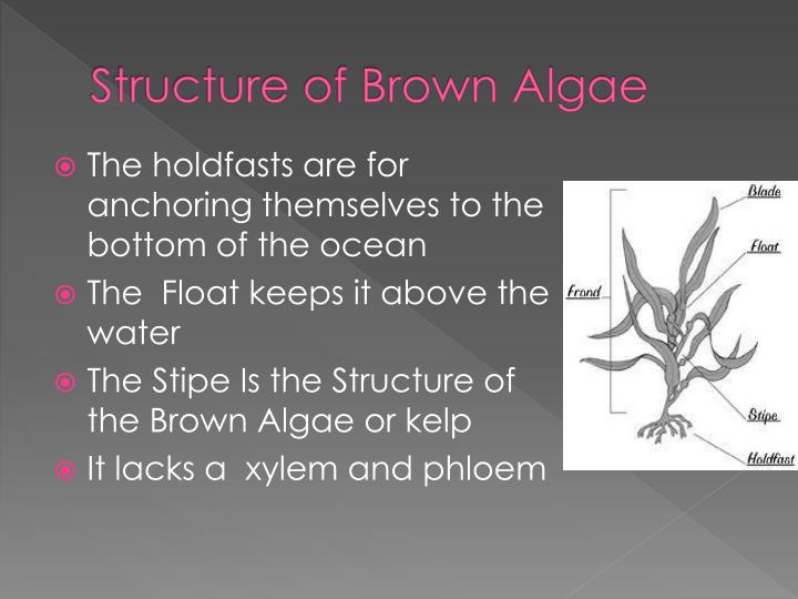 PPT - Algae PowerPoint Presentation - ID:2282398