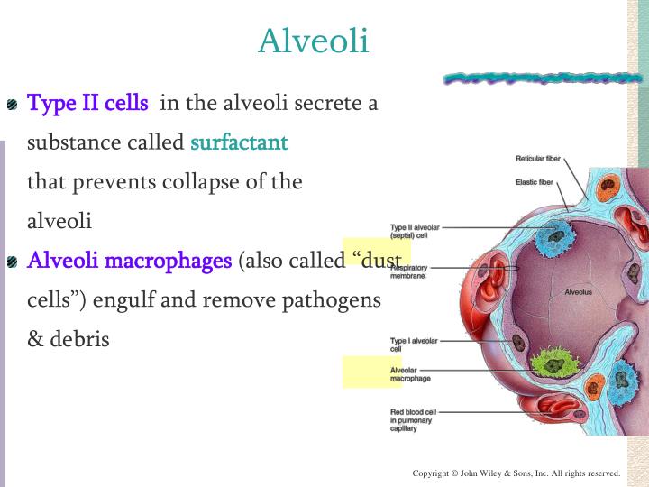 PPT - Chapter 23 PowerPoint Presentation - ID:2282434