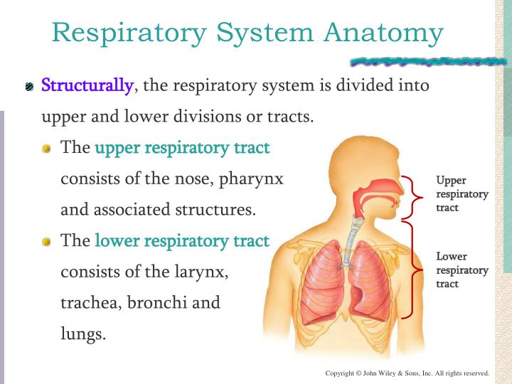 PPT - Chapter 23 PowerPoint Presentation - ID:2282434