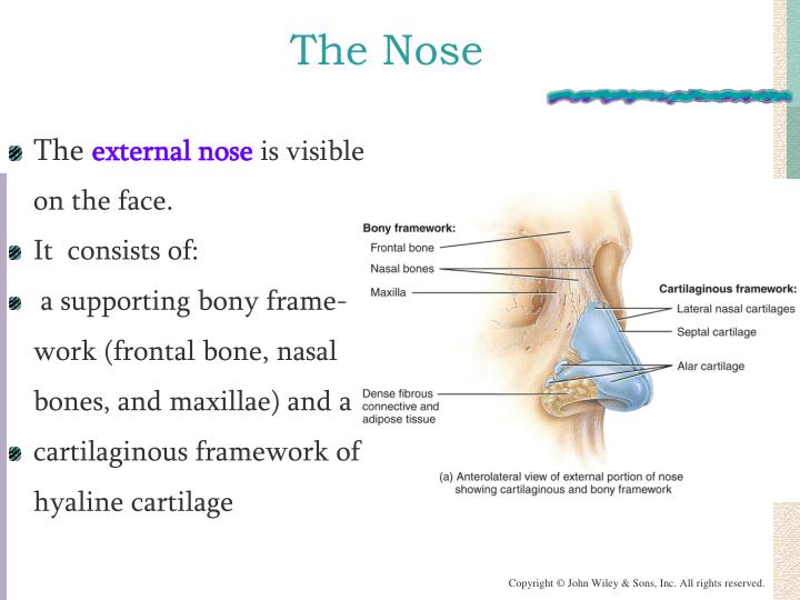 PPT - Chapter 23 PowerPoint Presentation - ID:2282434