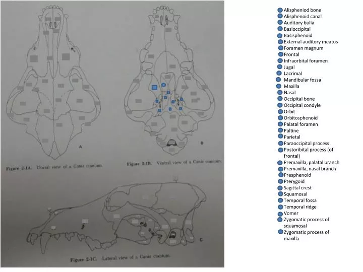 PPT - Alispheniod bone Alisphenoid canal Auditory bulla Basioccipital ...