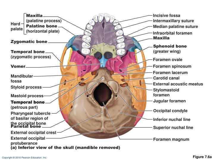 PPT - Figure 7.4a PowerPoint Presentation - ID:2282480