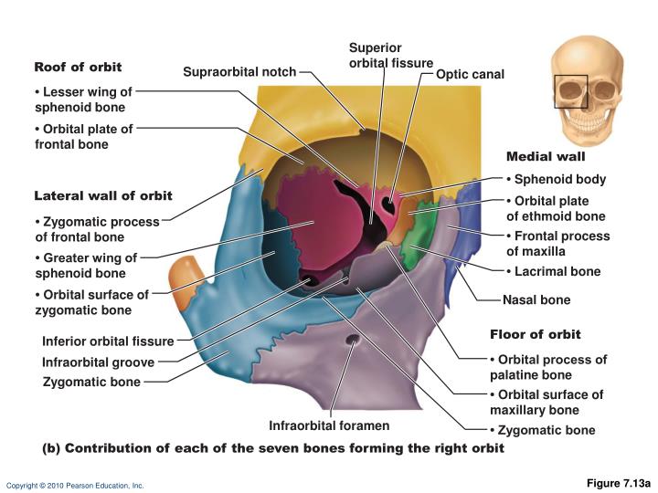 PPT - Figure 7.4a PowerPoint Presentation - ID:2282480