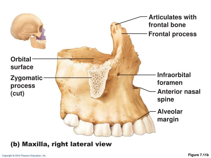 PPT - Figure 7.4a PowerPoint Presentation - ID:2282480