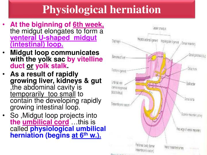 PPT - Development of Midgut PowerPoint Presentation - ID:2282482
