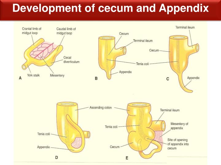 PPT - Development of Midgut PowerPoint Presentation - ID:2282482