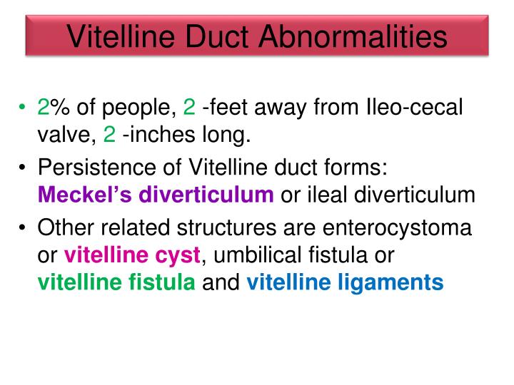 PPT - Development of Midgut PowerPoint Presentation - ID:2282482