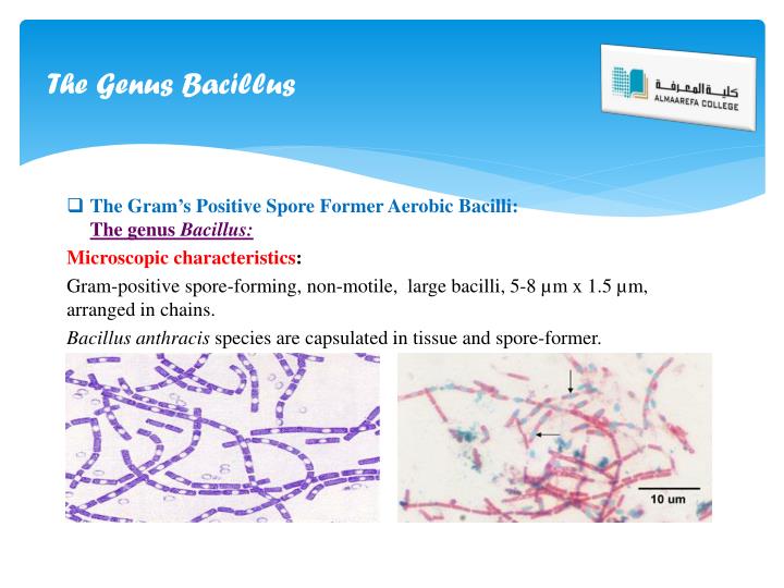 PPT - Gram positive Bacilli PowerPoint Presentation - ID:2282524