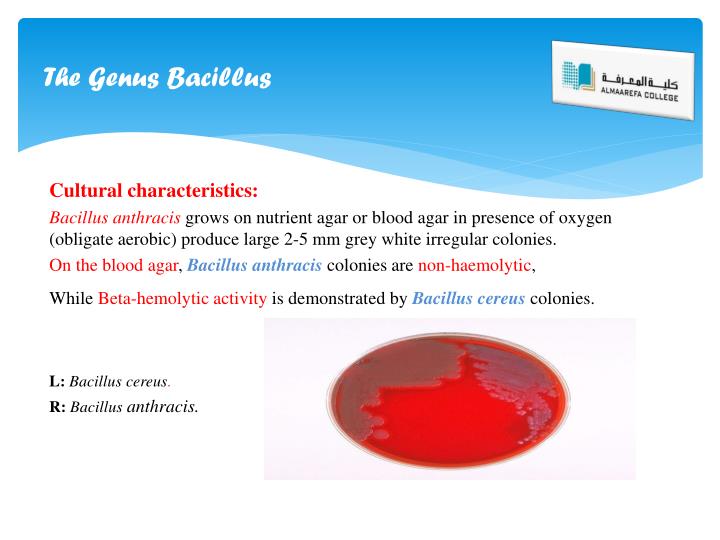 PPT - Gram positive Bacilli PowerPoint Presentation - ID:2282524