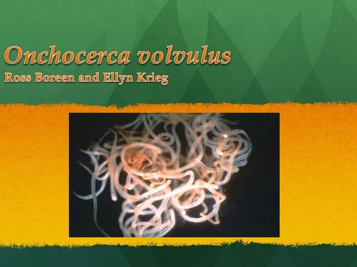 PPT - Onchocerca volvulus PowerPoint Presentation, free download - ID ...