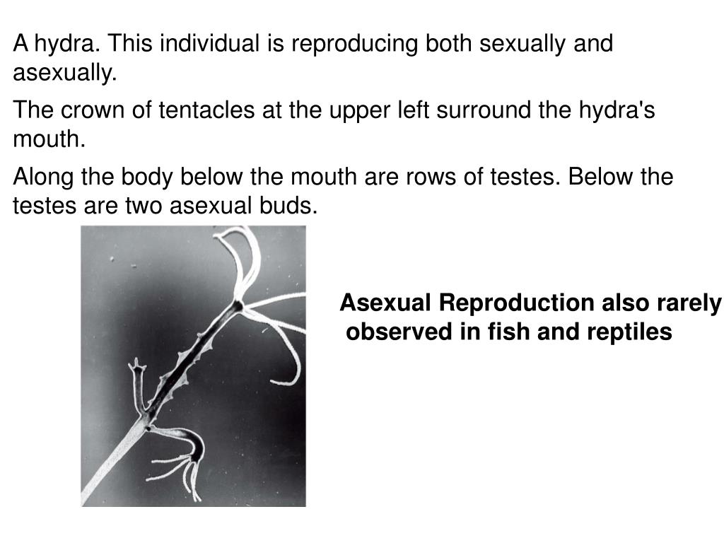 Ppt Evolution Of Sex Powerpoint Presentation Free Download Id 2282595