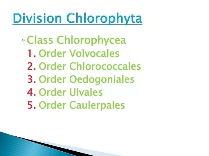 PPT - Division Chlorophyta PowerPoint Presentation, free download - ID ...