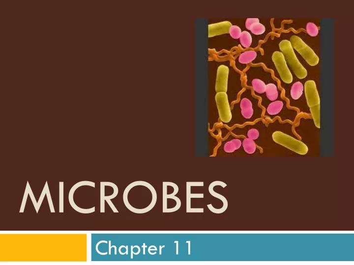 PPT - Microbes PowerPoint Presentation, free download - ID:2282662