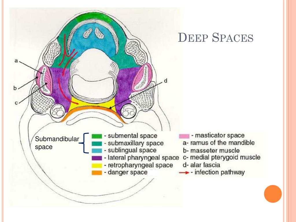 PPT - Anatomy of Head and Neck Infections PowerPoint Presentation, free ...