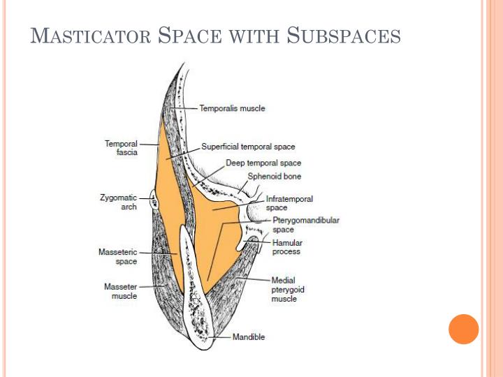 PPT - Anatomy of Head and Neck Infections PowerPoint Presentation - ID ...