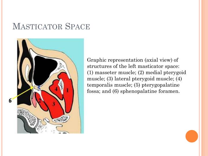 PPT - Anatomy of Head and Neck Infections PowerPoint Presentation - ID ...