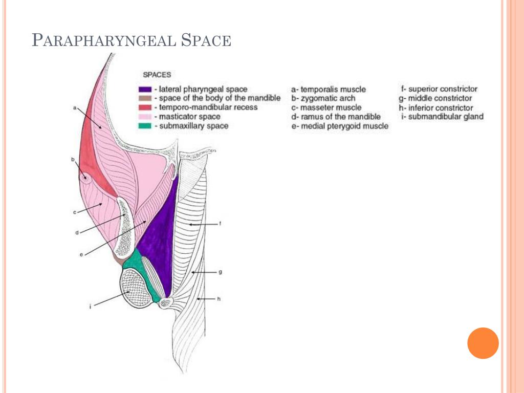 PPT - Anatomy of Head and Neck Infections PowerPoint Presentation, free ...