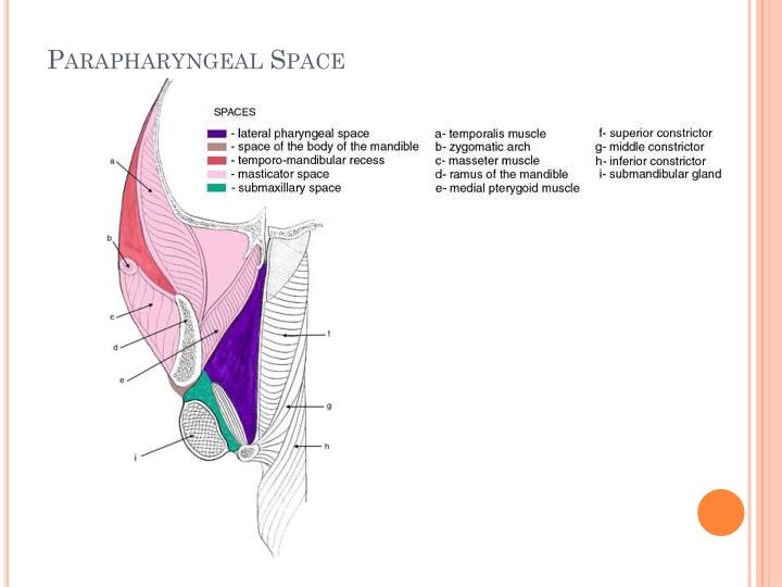 PPT - Anatomy of Head and Neck Infections PowerPoint Presentation - ID ...