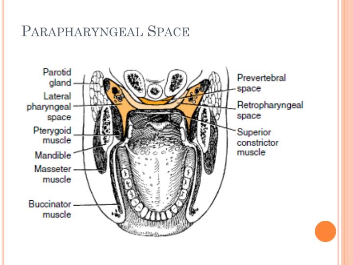 PPT - Anatomy of Head and Neck Infections PowerPoint Presentation - ID ...