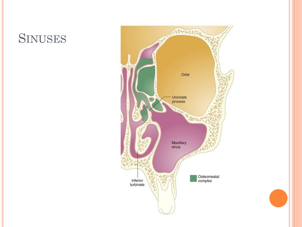 PPT - Anatomy of Head and Neck Infections PowerPoint Presentation, free ...