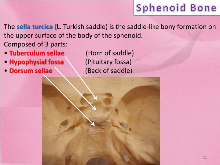 PPT - SKULL PowerPoint Presentation - ID:2282711