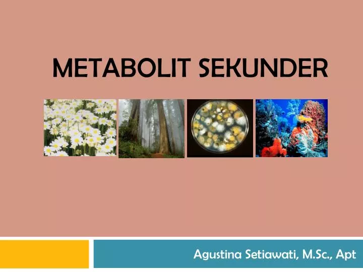 PPT - Metabolit sekunder PowerPoint Presentation, free download - ID ...