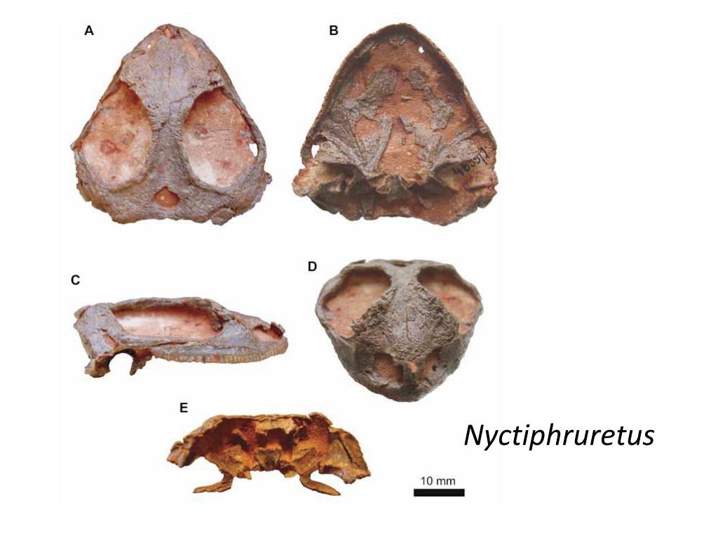 PPT - Basal Amniota - Nyctiphruretus, Bolosauridae, and More PowerPoint ...