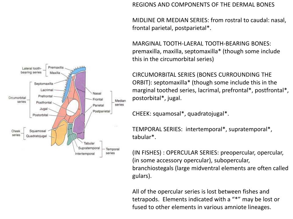 PPT - BIOLOGY 524 SKULL II DERMATOCRANIUM S. S. Sumida PowerPoint ...