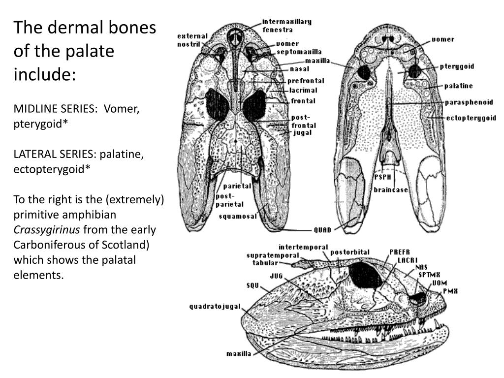 PPT - BIOLOGY 524 SKULL II DERMATOCRANIUM S. S. Sumida PowerPoint ...