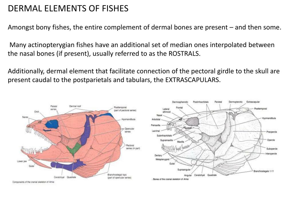 PPT - BIOLOGY 524 SKULL II DERMATOCRANIUM S. S. Sumida PowerPoint ...