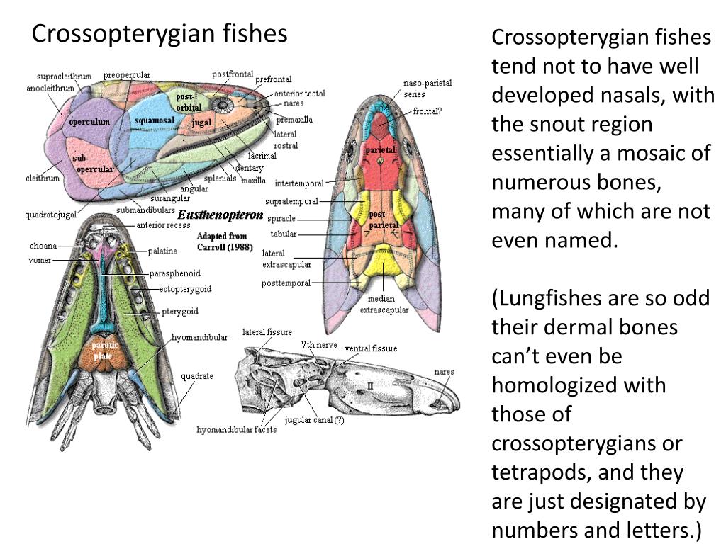 PPT - BIOLOGY 524 SKULL II DERMATOCRANIUM S. S. Sumida PowerPoint ...